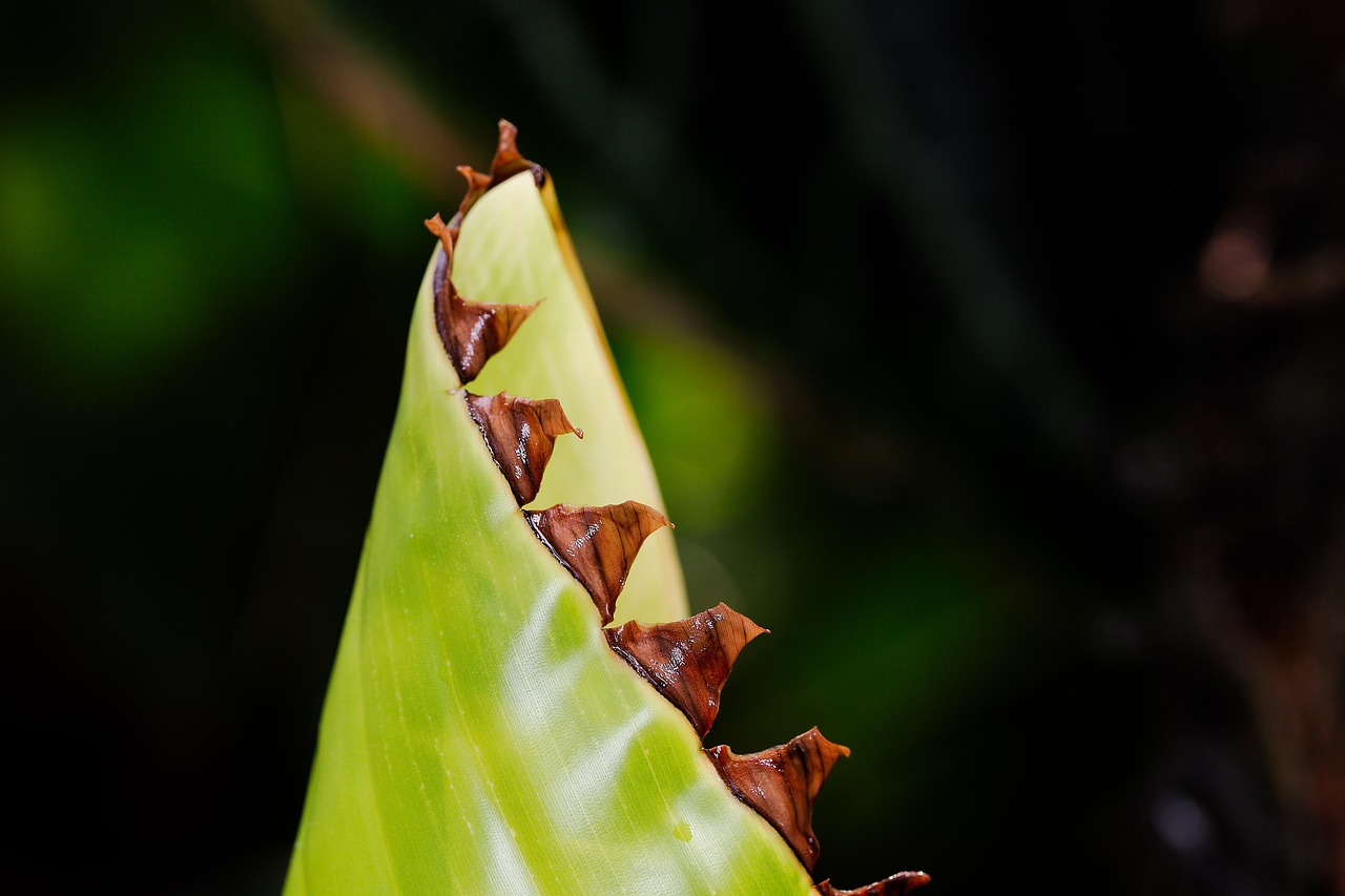 Folha Natureza Plantar - Foto gratuita no Pixabay - Pixabay