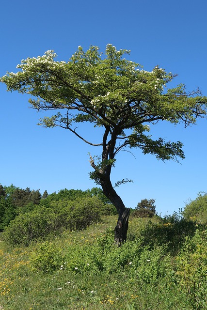 La Nature Arbre Paysage - Photo gratuite sur Pixabay - Pixabay