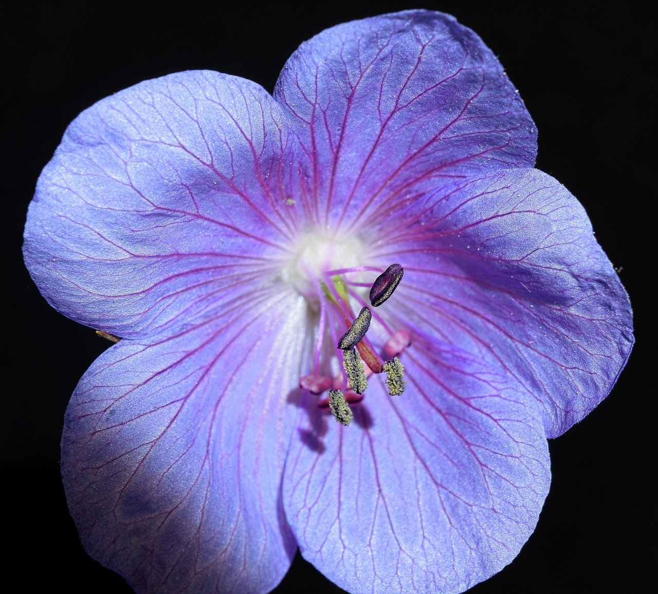 Blutstorchschnabel Visión Violet - Foto gratis en Pixabay
