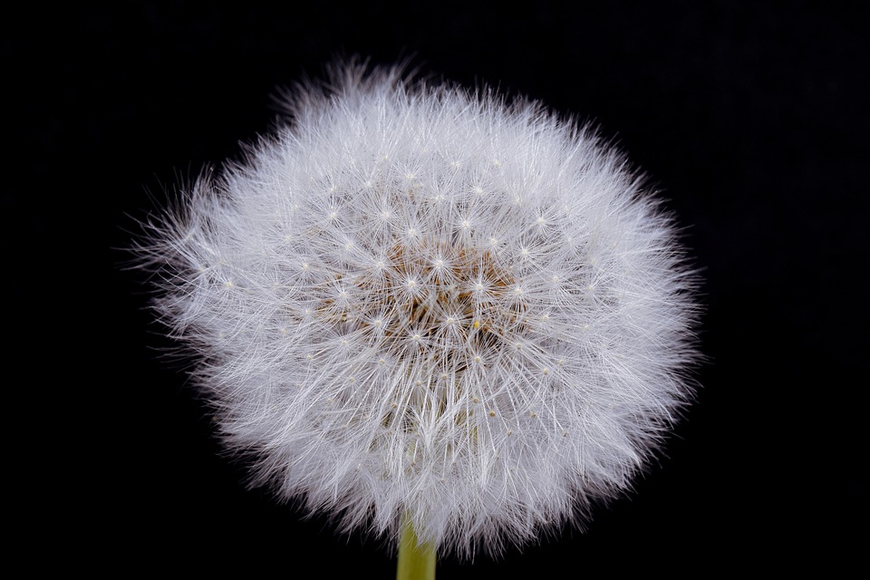 Pusteblume Löwenzahn Makro - Kostenloses Foto auf Pixabay