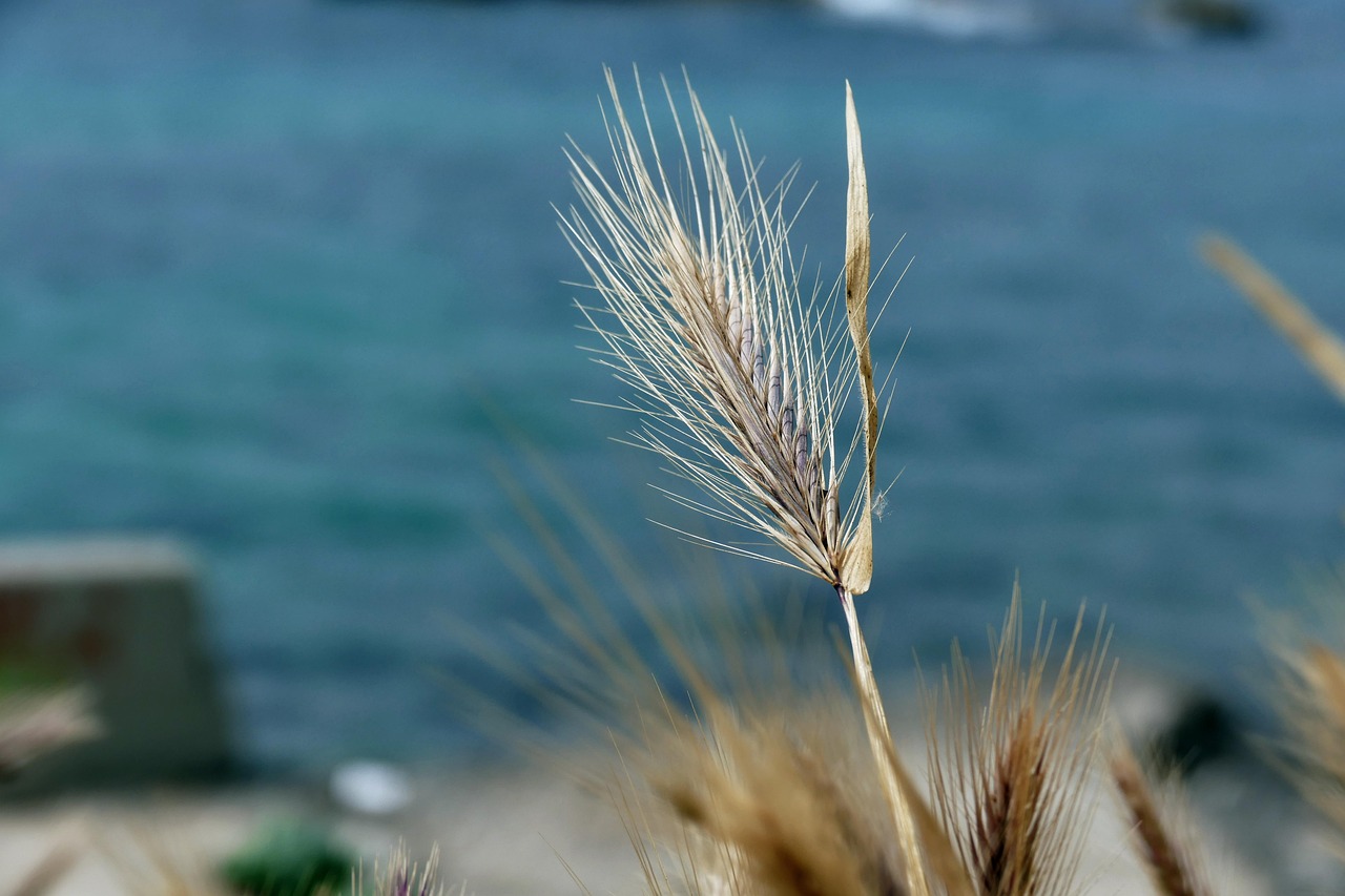 Nature Summer Outside The - Free photo on Pixabay - Pixabay