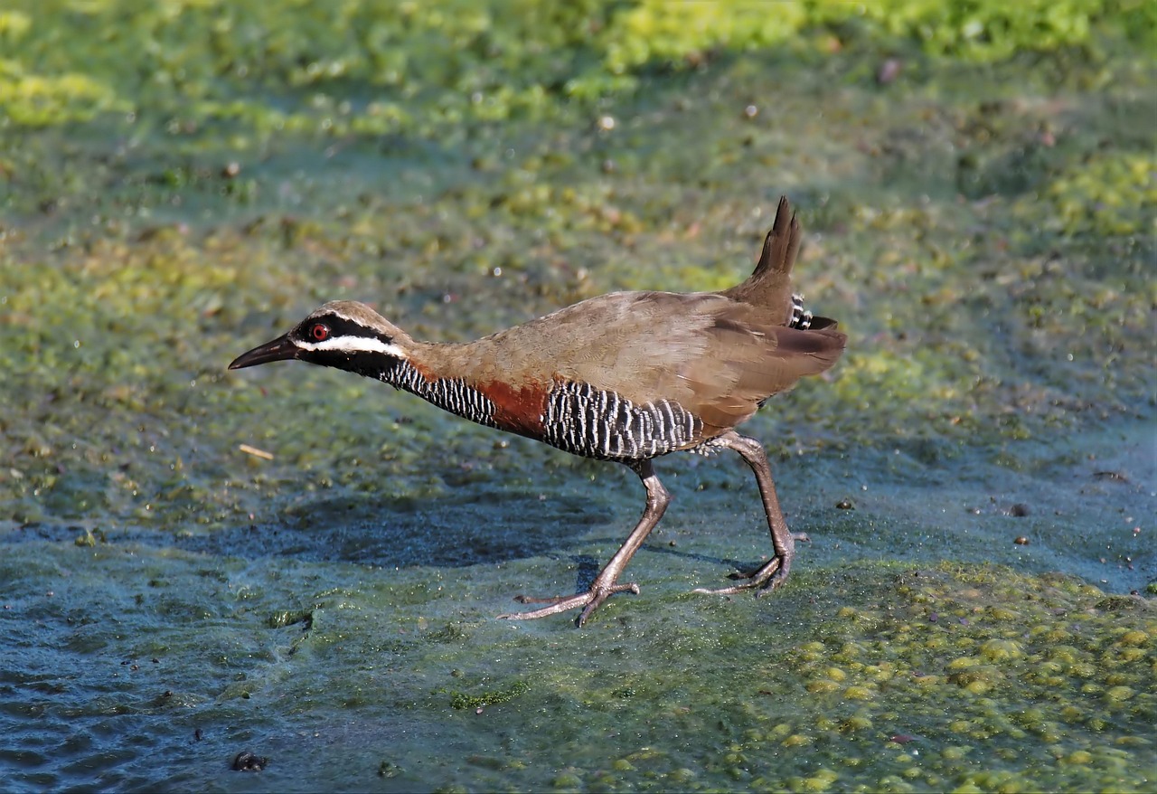 Faune Nature Animal - Photo gratuite sur Pixabay - Pixabay