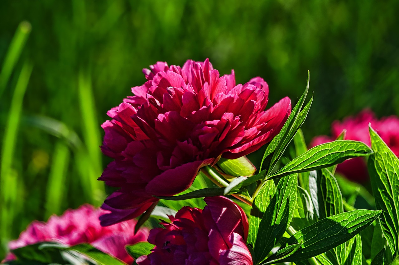 Nature Flower Peony - Free photo on Pixabay - Pixabay