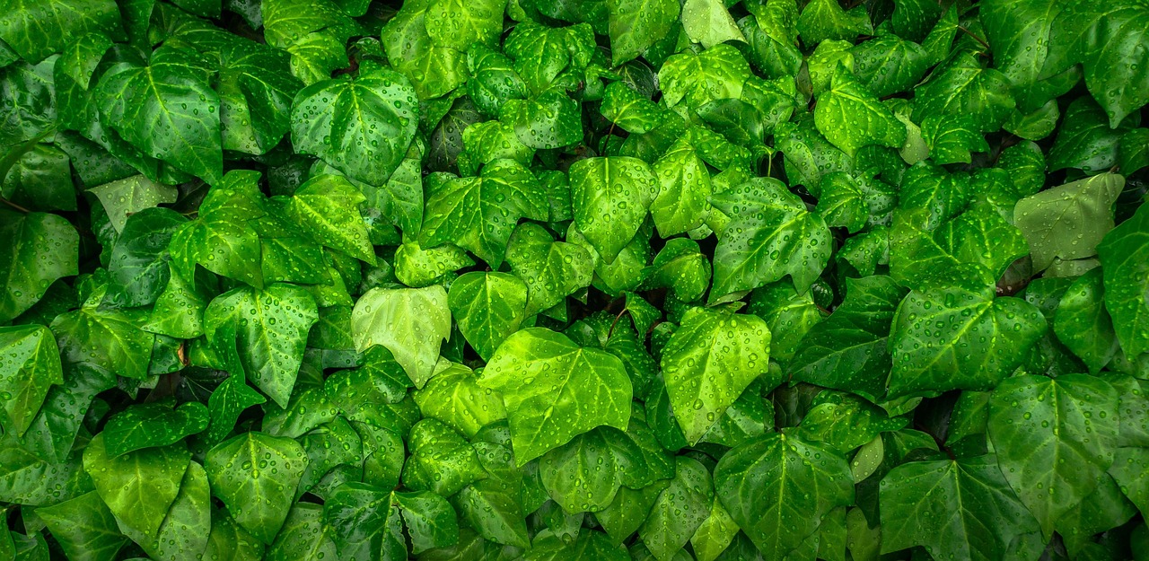 600,000+ Free Non Green Non Flowering Plants & Nature Images - Pixabay
