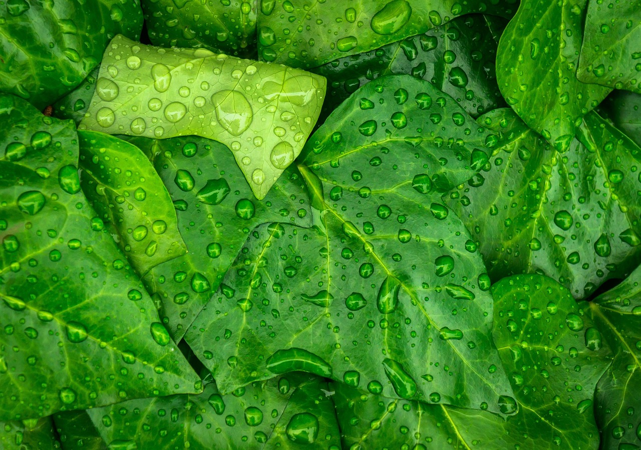 600,000+ Free Non Green Non Flowering Plants & Nature Images - Pixabay