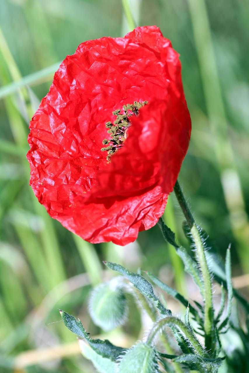 Mohn Schraffur Rot - Kostenloses Foto auf Pixabay - Pixabay