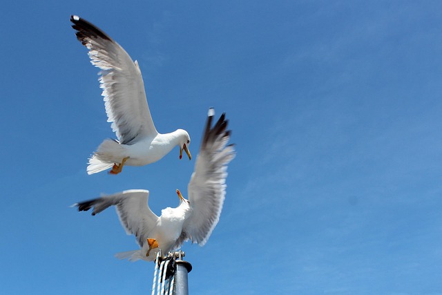 Mouette Les Mouettes Mouche - Photo gratuite sur Pixabay - Pixabay