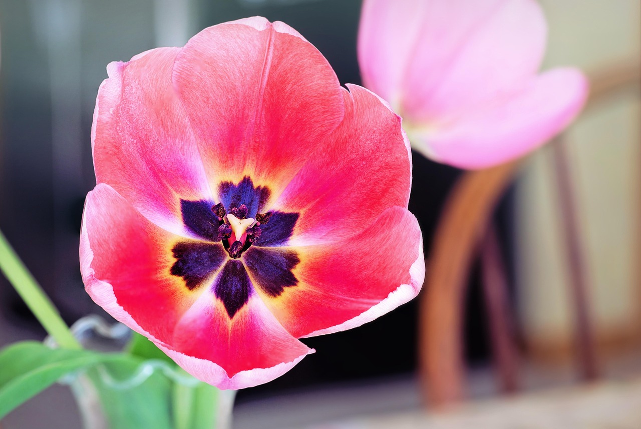 Tulip Pink Purple Center - Free photo on Pixabay - Pixabay