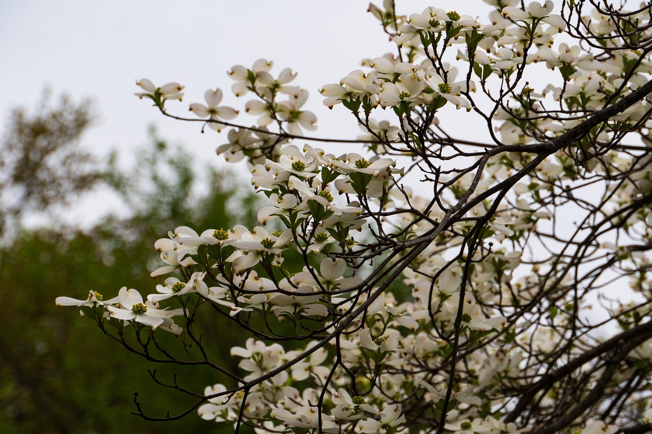 Flores De Dogwood - Foto gratuita no Pixabay - Pixabay