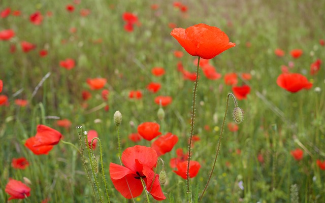 Natur Blumen Mohnblumen - Kostenloses Foto auf Pixabay