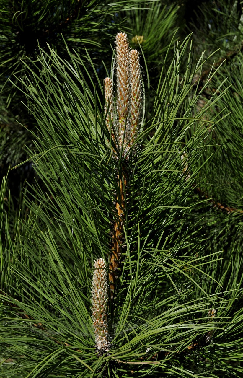 Pine Hutan Termasuk Jenis Pohon - Foto gratis di Pixabay - Pixabay