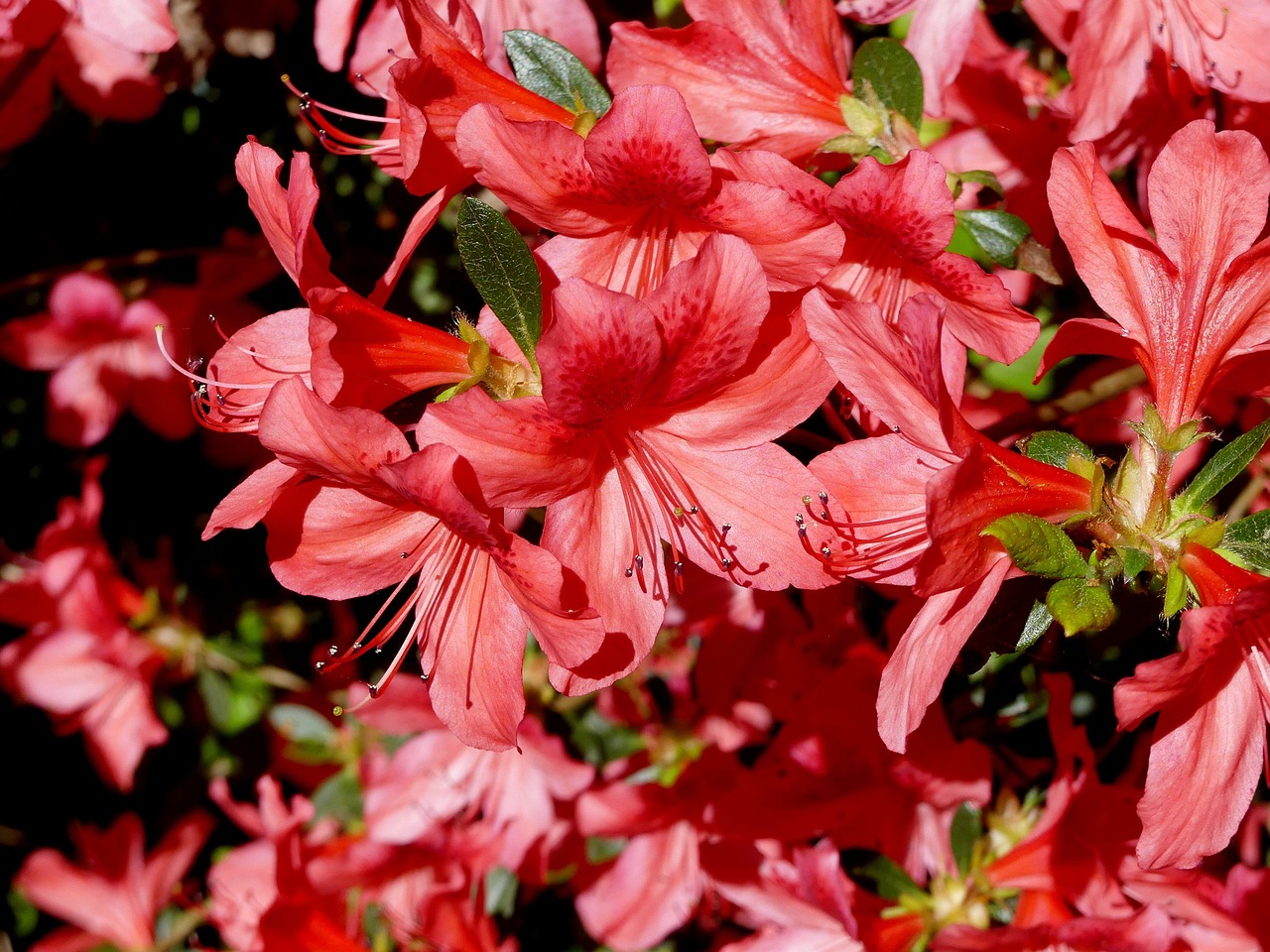 Rhododendron Azalea Spring - Free photo on Pixabay - Pixabay