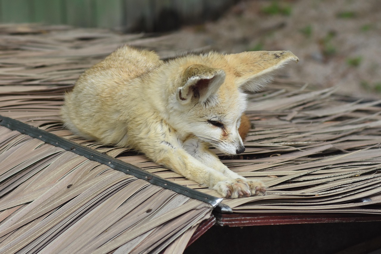 100+ Free White Fox & Fox Images - Pixabay