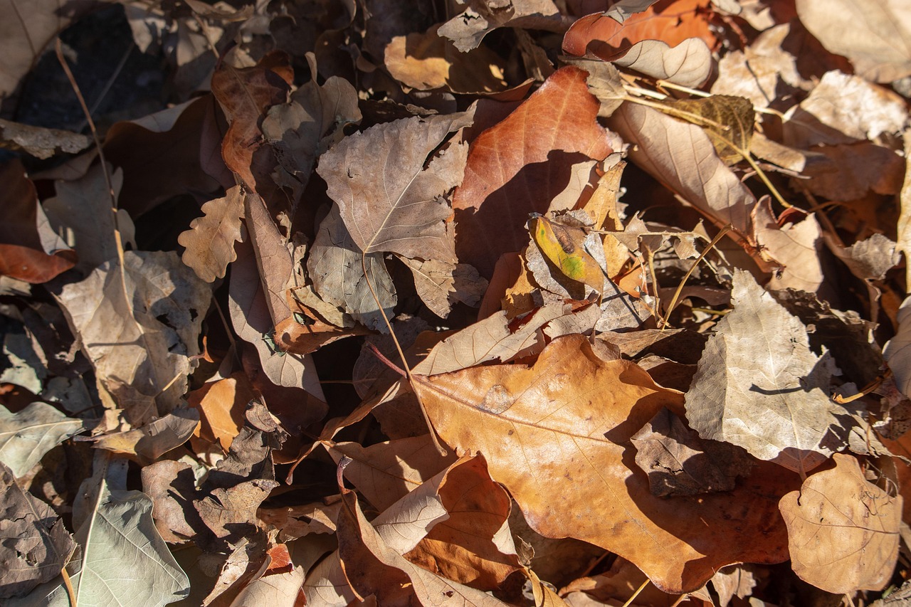 Otoño Naturaleza Hoja - Foto gratis en Pixabay - Pixabay