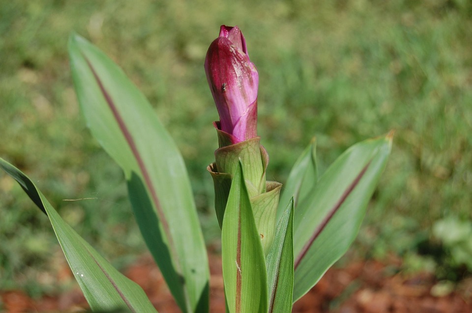 Plante De Curcuma Le Fleur - Photo gratuite sur Pixabay - Pixabay