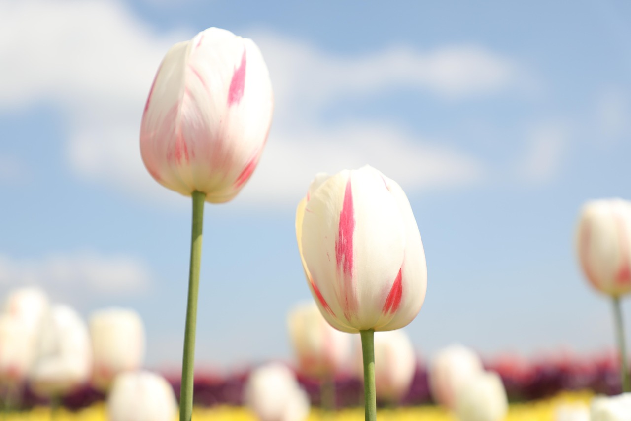 Bunga Cantik Dan Tanaman - Foto gratis di Pixabay - Pixabay