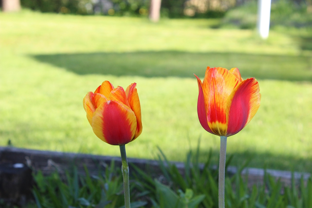 Los Tulipanes Flores - Foto gratis en Pixabay - Pixabay
