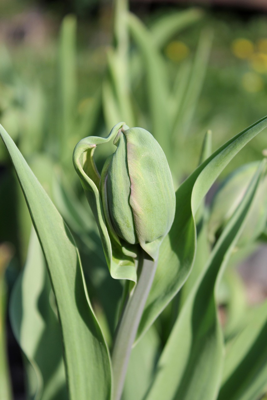 Tulipán Interesante La Flor - Foto gratis en Pixabay