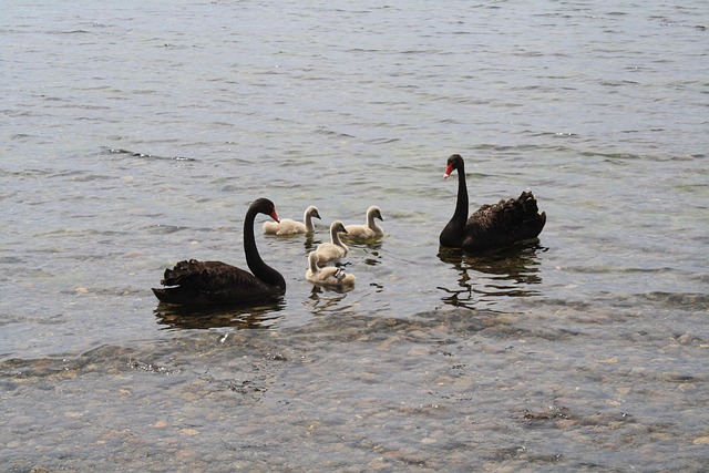 New Zealand Swans - Free photo on Pixabay - Pixabay