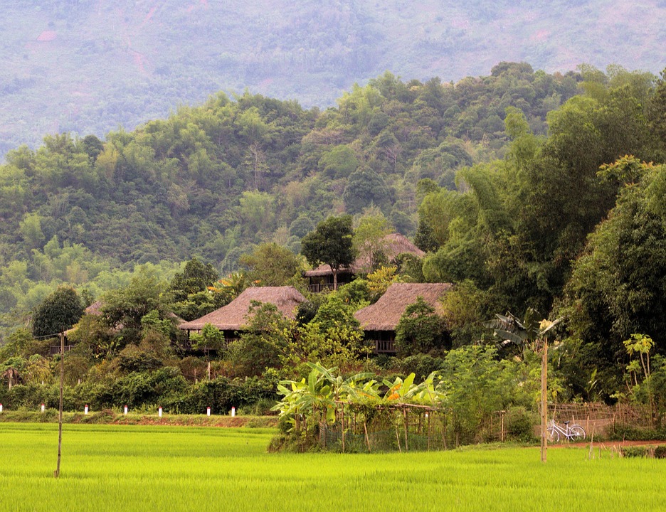 Vietnamese Landscape Bamboo - Free photo on Pixabay - Pixabay