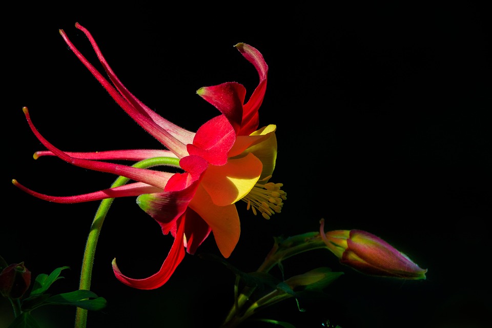 Columbia Buttercup Garden Flower - Free photo on Pixabay
