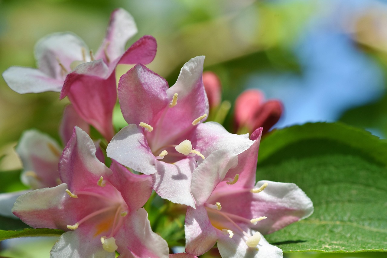 800+ Free Jasmine & Nature Images - Pixabay