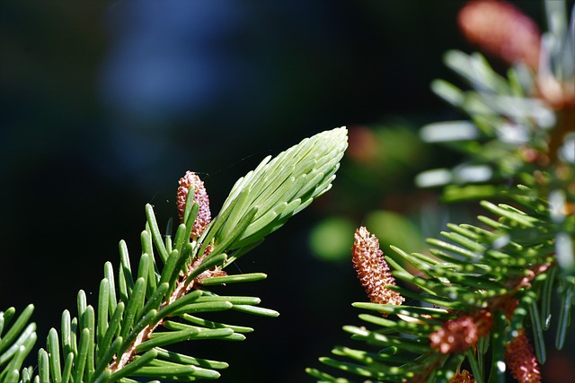Fichtenzweig Fichtentrieb Fichte - Kostenloses Foto auf Pixabay - Pixabay