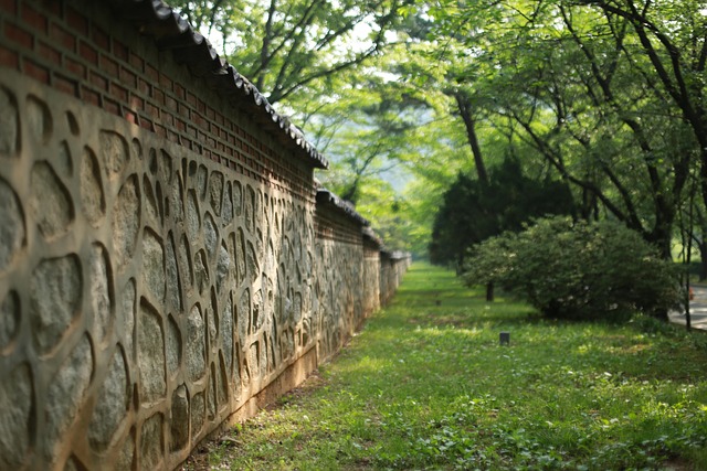 Tree Wall Stone - Free photo on Pixabay - Pixabay