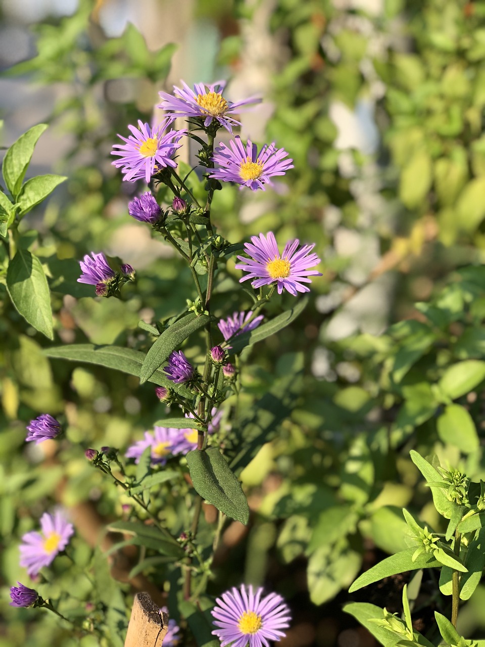 Nature Fleur Flore - Photo gratuite sur Pixabay - Pixabay