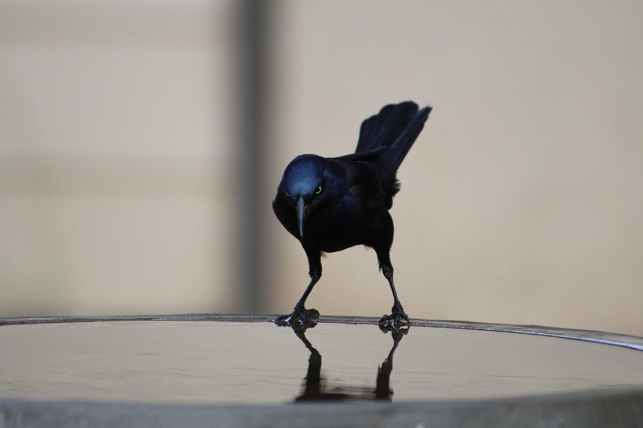Nature Bird Common Grackle - Free photo on Pixabay