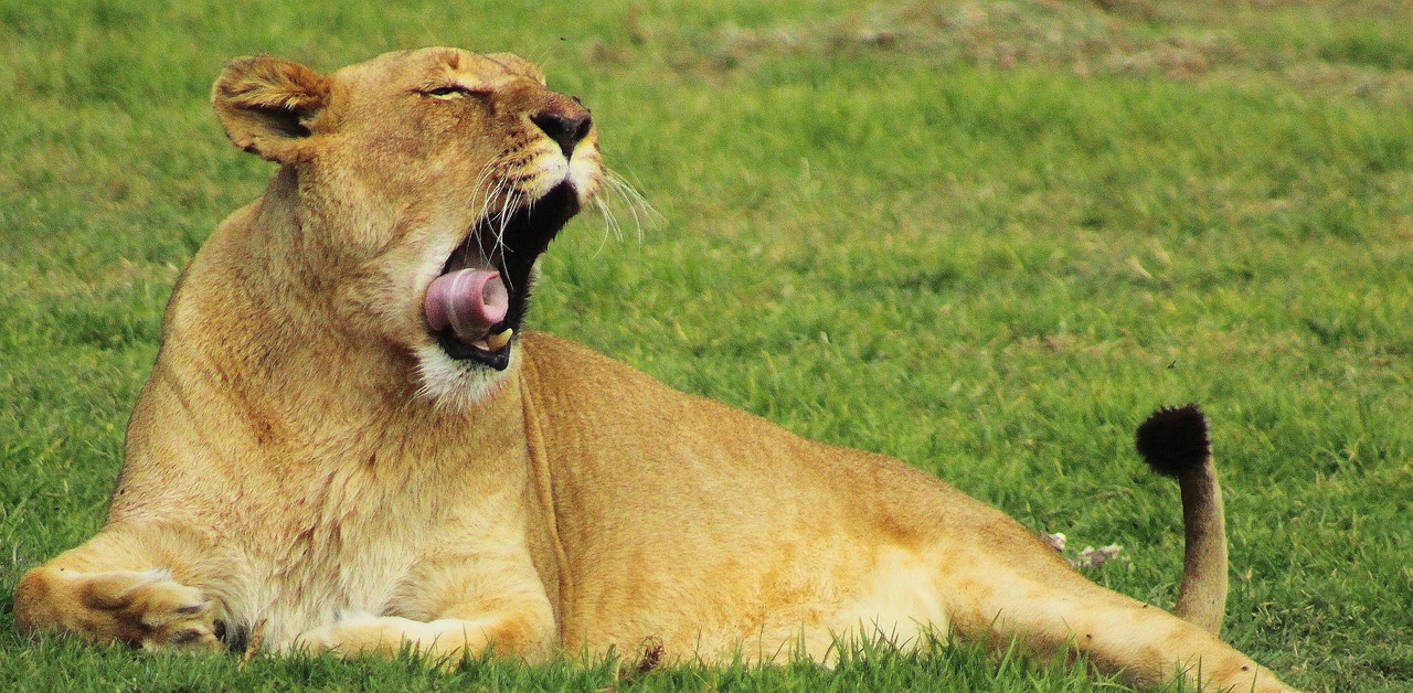 Female Lion Roaring Royalty