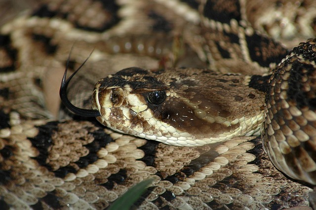 Ular Derik Reptil - Foto gratis di Pixabay - Pixabay