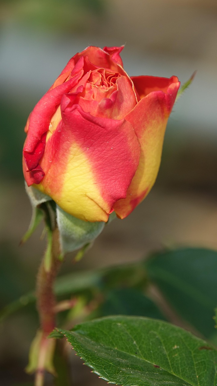 Rosa Noite De Tempestade Jardim - Foto gratuita no Pixabay - Pixabay