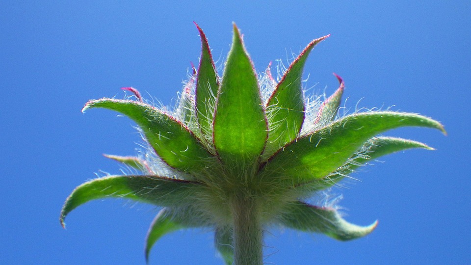 Plant Flower Flowers Garden - Free photo on Pixabay - Pixabay