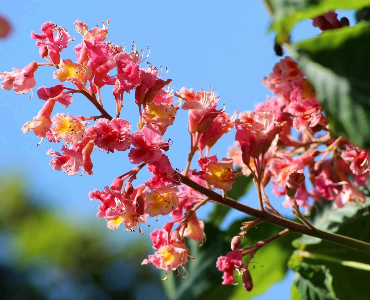 Horse Chestnut Red Inflorescence - Free photo on Pixabay - Pixabay