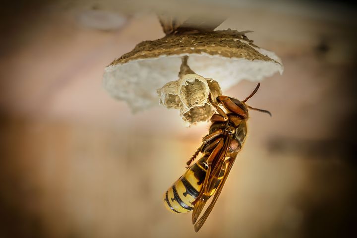 600+ Free Hornet & Insect Images