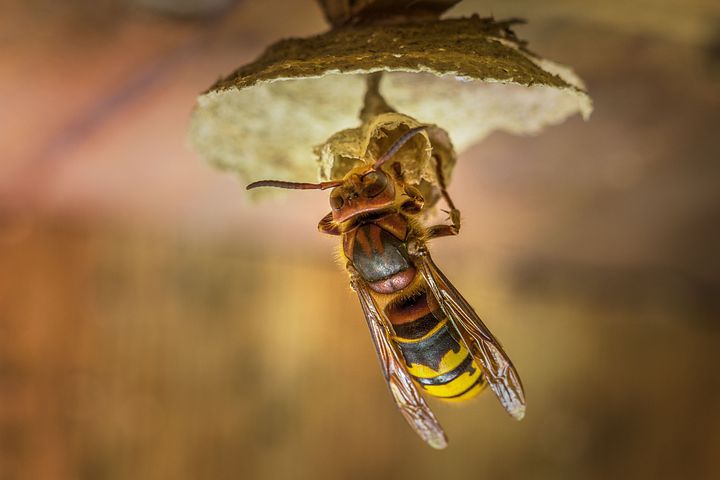 600+ Free Hornet & Insect Images