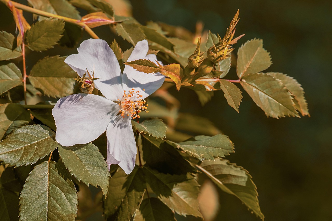 Dog Rose Bush Bloom Pink - Free photo on Pixabay - Pixabay