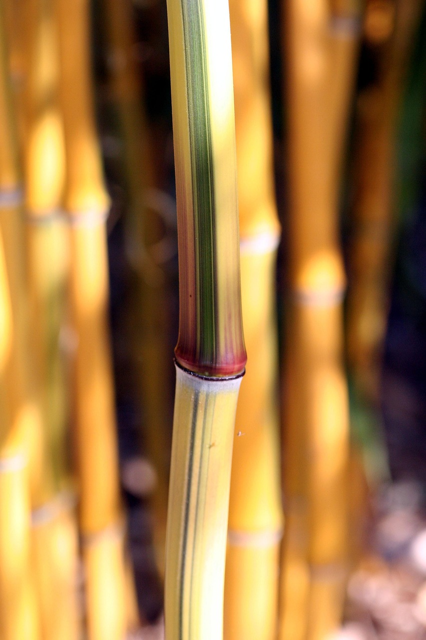 Bambú Tallos Jardín - Foto gratis en Pixabay - Pixabay