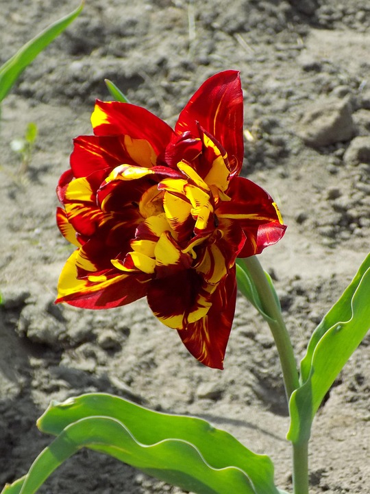 Tulip Blomma Vacker - Gratis foto på Pixabay - Pixabay