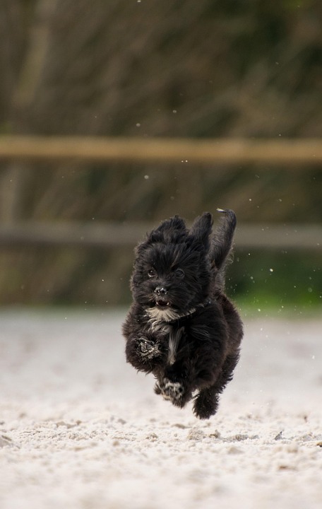 Dog Run Sand - Free photo on Pixabay - Pixabay