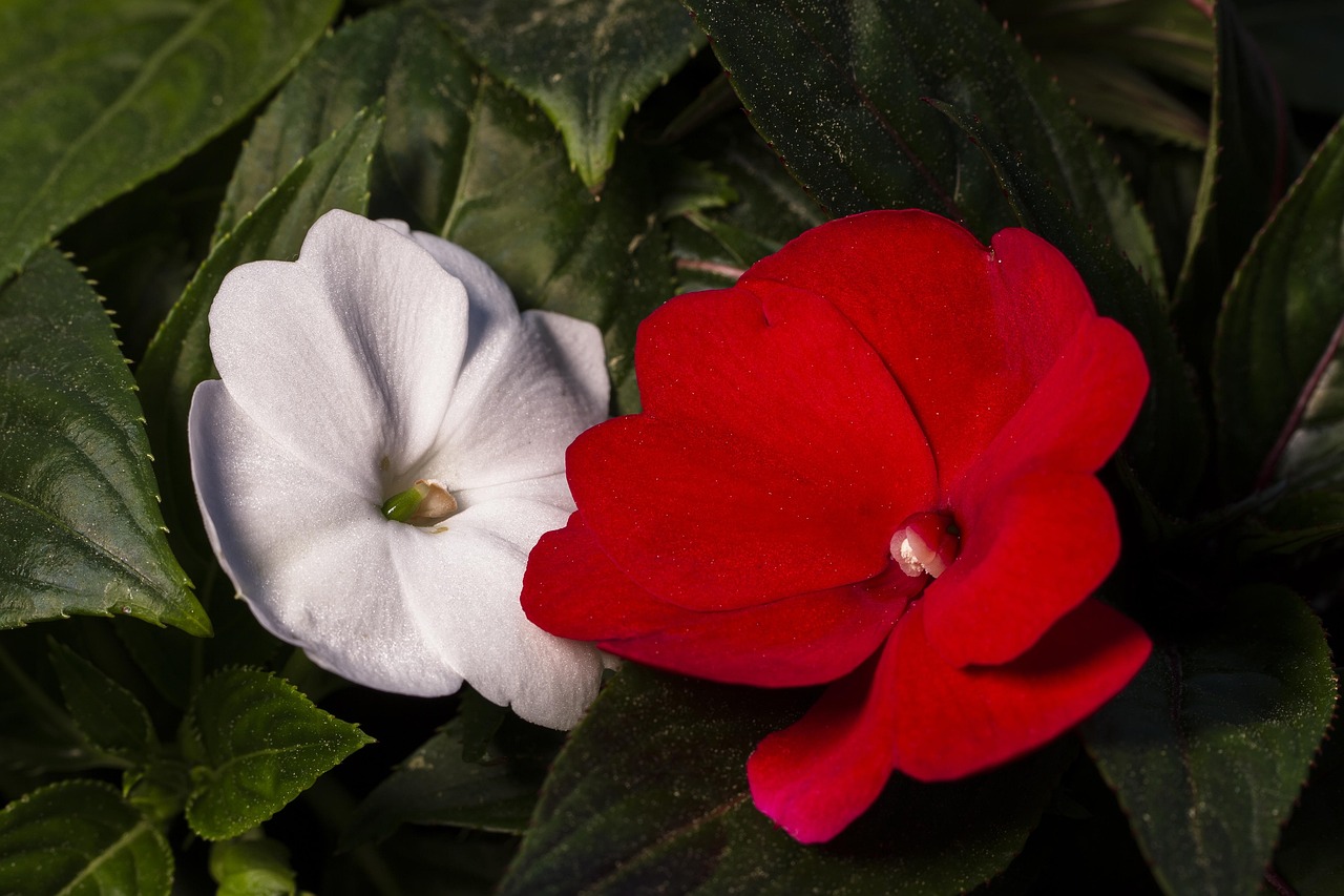 Fleissiges Lieschen Impatien Blüte - Kostenloses Foto auf Pixabay - Pixabay