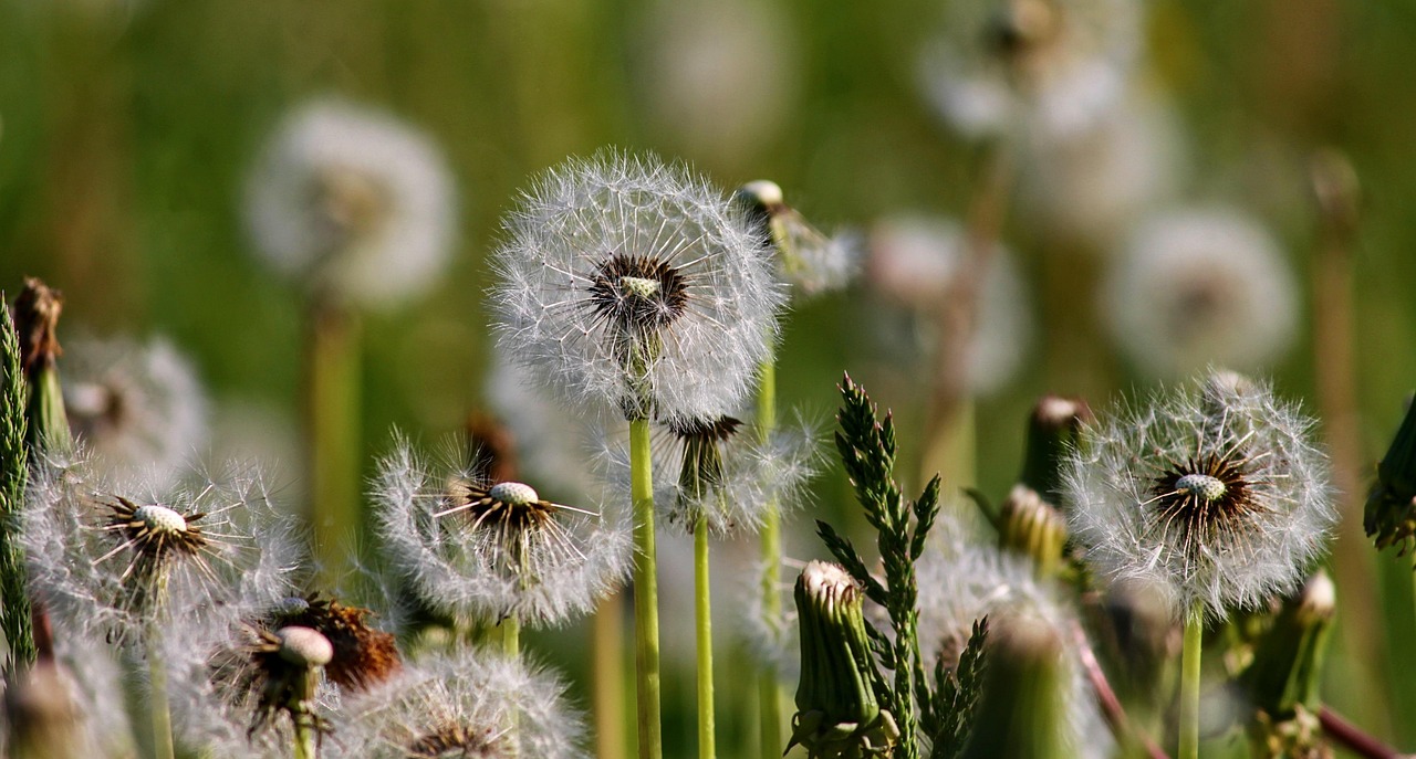 Dandelions Dandelion Nature - Free photo on Pixabay - Pixabay