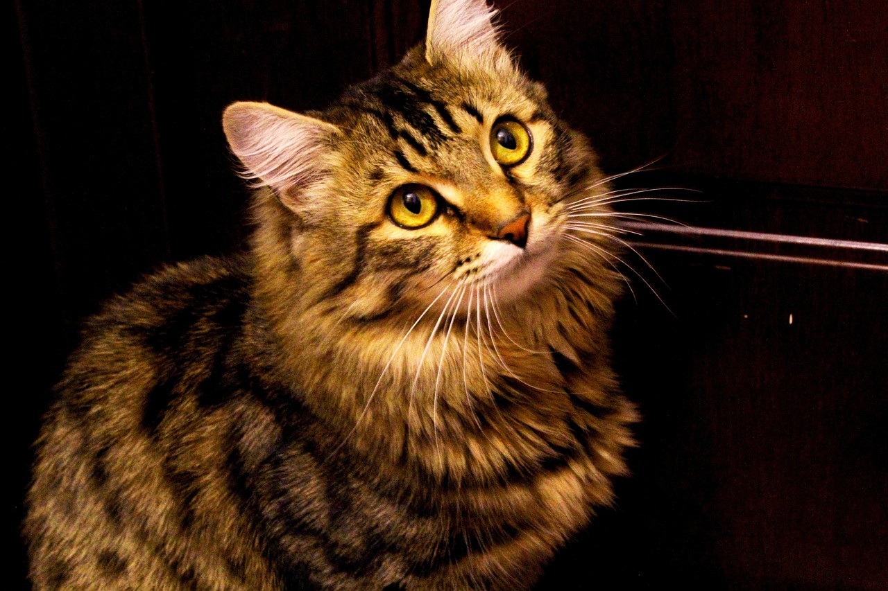 Chat Animaux Mignon - Photo gratuite sur Pixabay - Pixabay