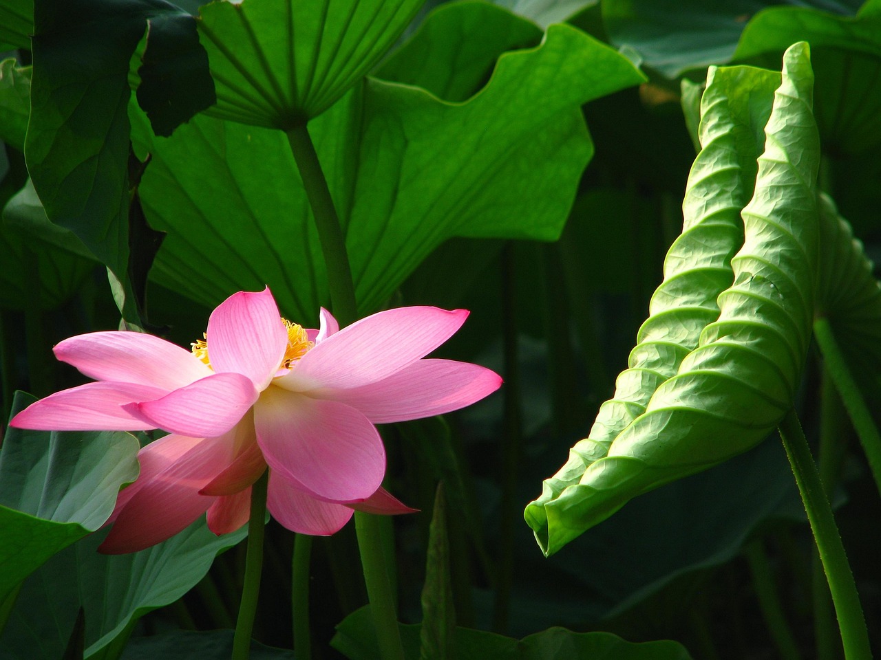 Rote Lotusblume Bilder Entdeckung Seltener Lotusblumen In Asien