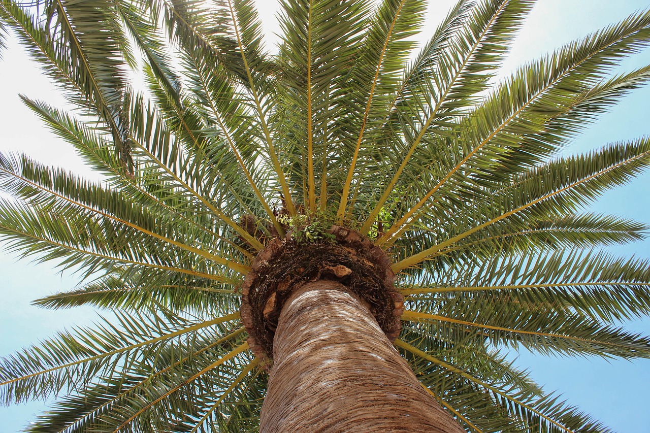 300 000 Free Palm Tree Texture Palm Tree Images Pixabay