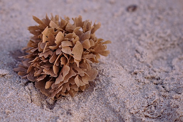 Flustra Foliacea Bryozoa North Sea - Free photo on Pixabay
