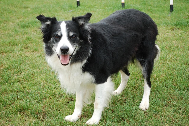 Chien Colley Border Collie Bordure - Photo gratuite sur Pixabay - Pixabay