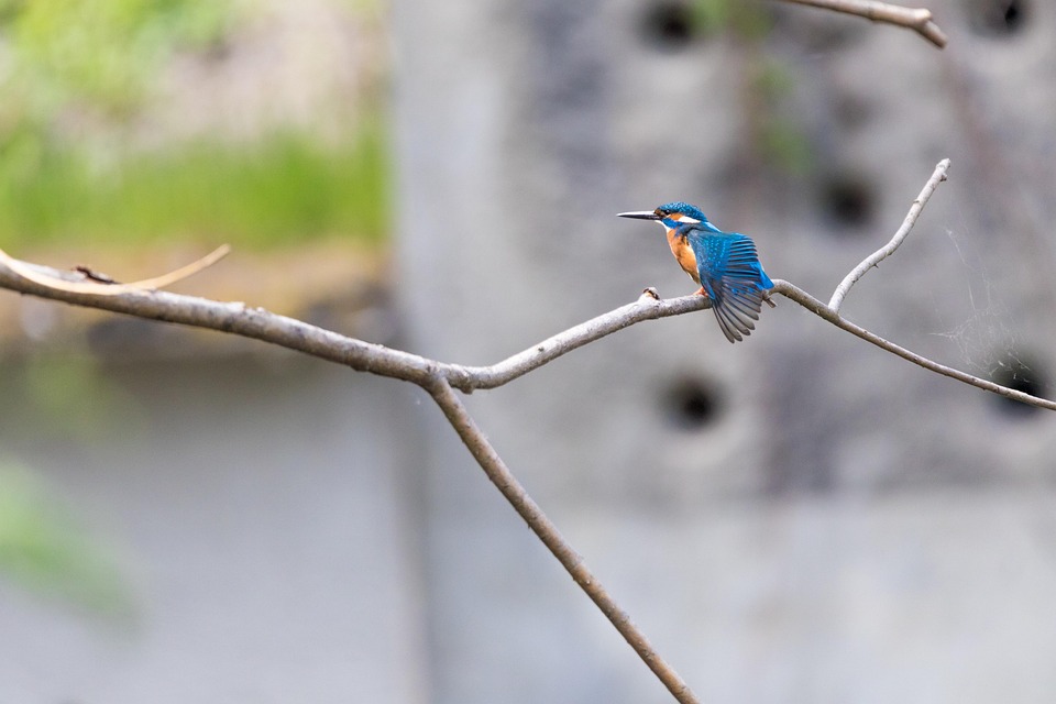 Animal Background Beak - Free photo on Pixabay