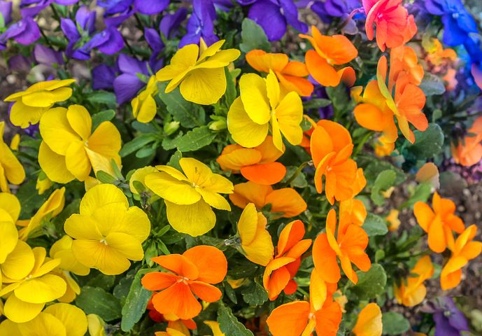 900+ Free Garden Blue Yellow & Garden Images - Pixabay